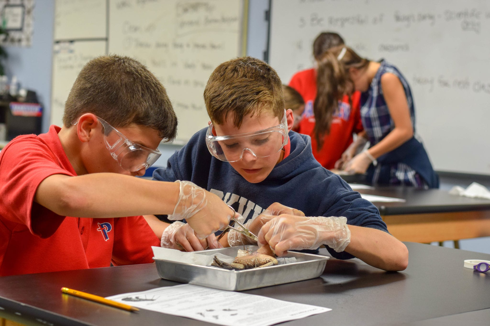 Sixth Grade Life Science Frog Dissection - Parkview Baptist ...